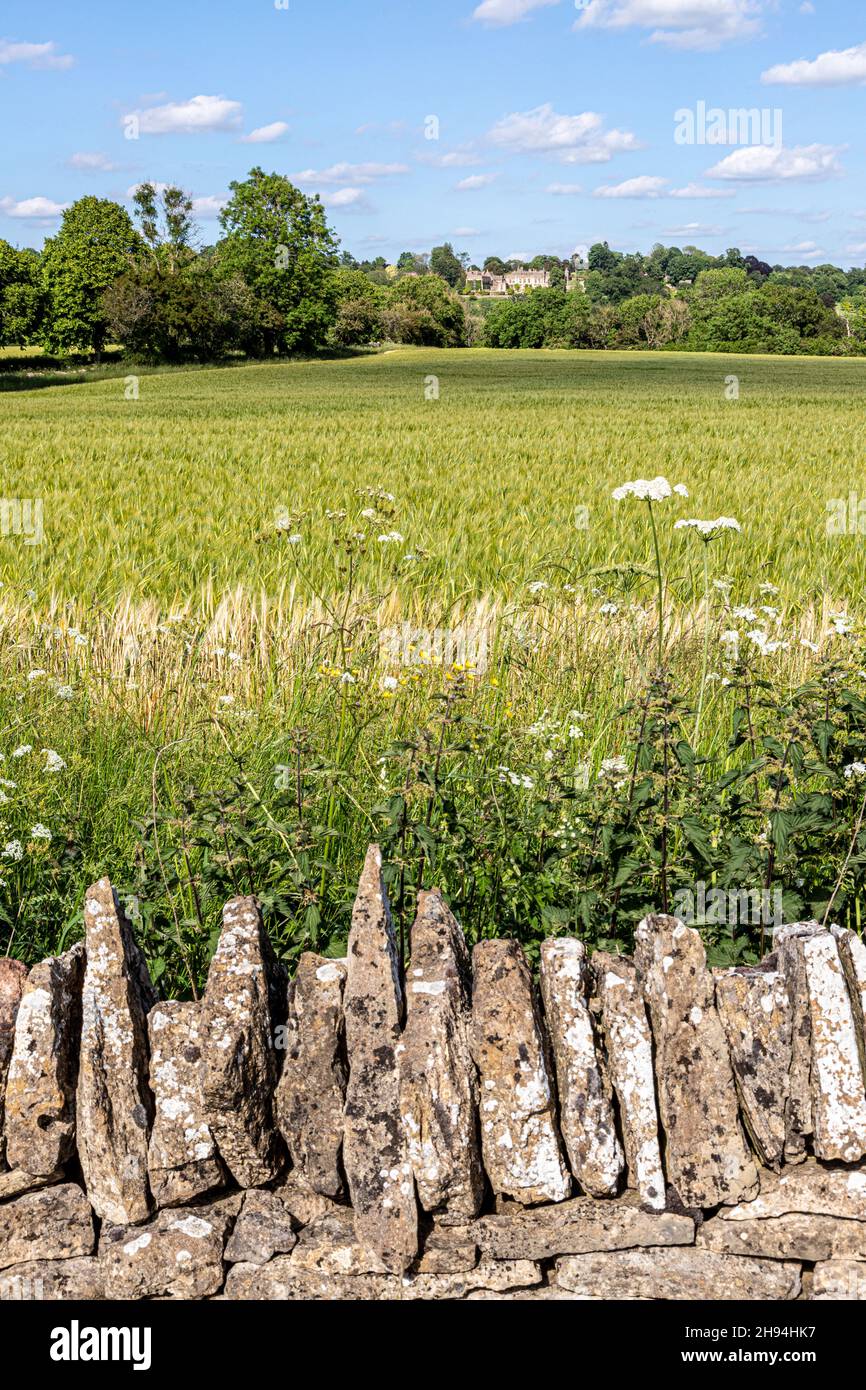 A view acroos a field of barley towards Stowell Park near the Cotswold ...