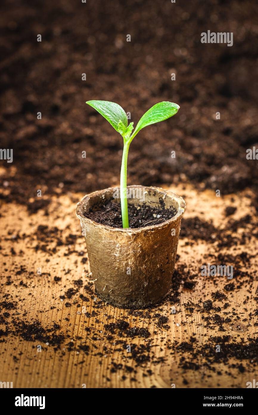 Seedling in peat pot. Potted plant. Growing pumpkin sprout. Planting ...
