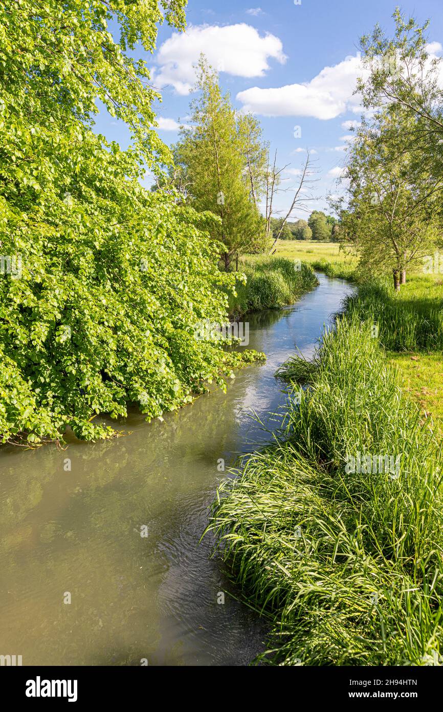 Lush growth in June beside the River Coln in the Cotswold village of ...