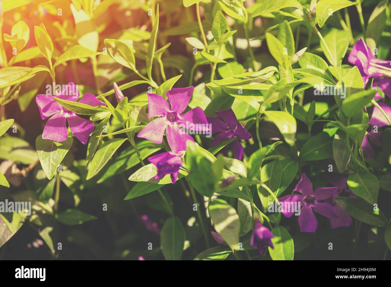 Periwinkle wildflowers hi-res stock photography and images - Alamy