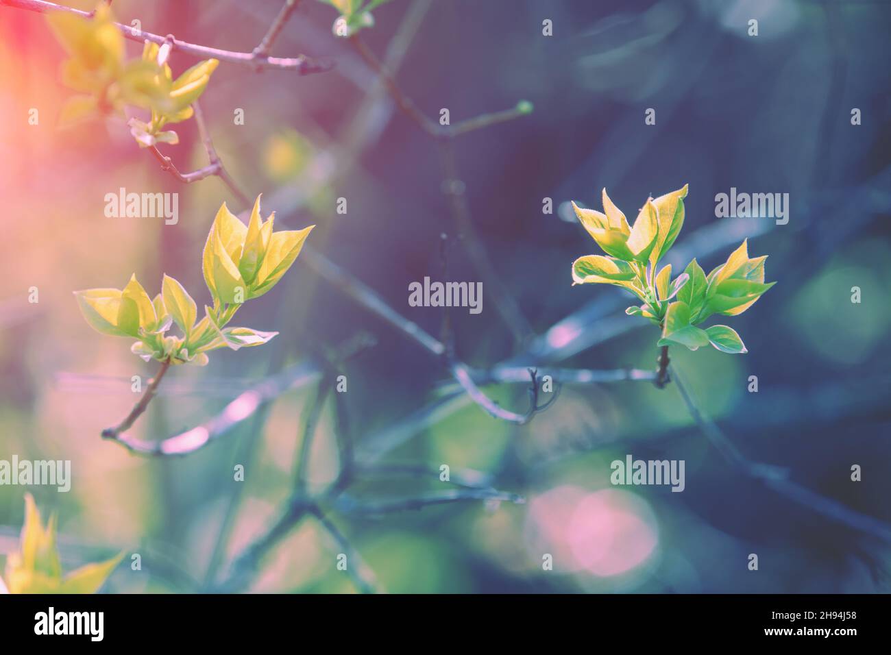 Young leaves of Syringa. Purple lilac tree (Syringa) in the spring ...
