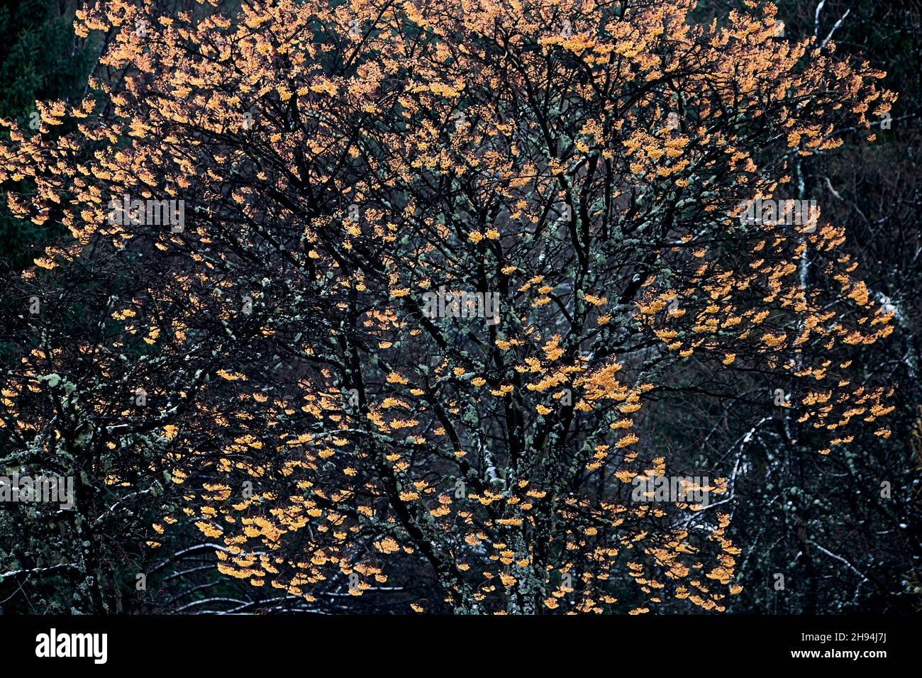 Sorbus aucuparia in winter hi-res stock photography and images - Alamy