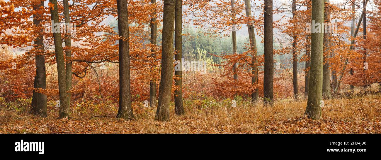 Autumn deciduous forest. Panoramic view of woodland in fall season ...