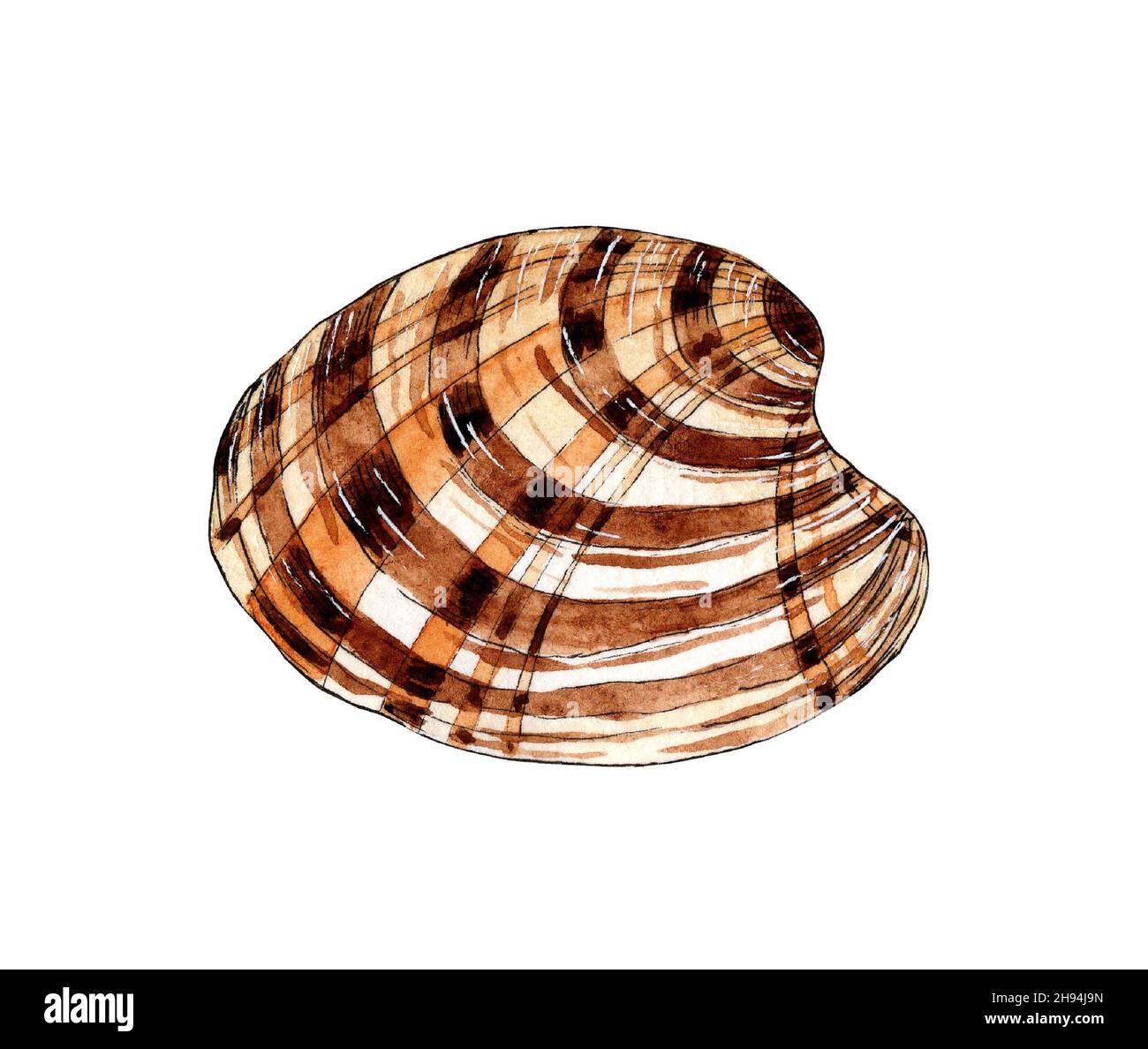 Watercolor illustration of mussel scallops. Underwater world. Tropical ...