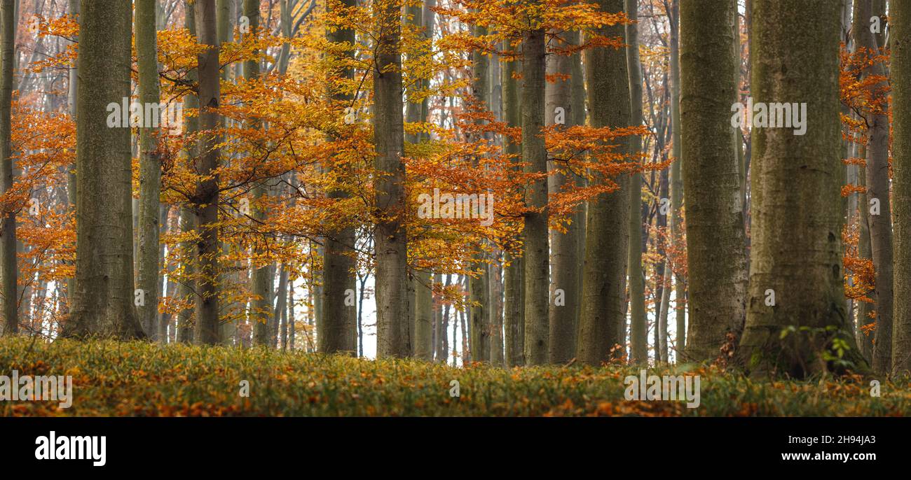 Autumn deciduous forest. Panoramic view of woodland in fall season ...