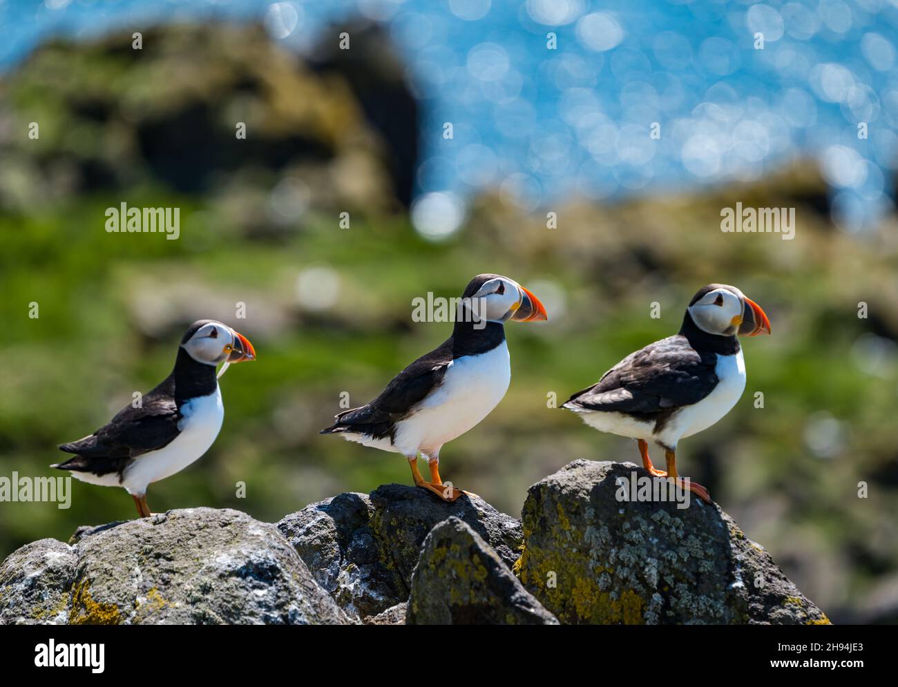 Trio of puffins on rocks hi-res stock photography and images - Alamy