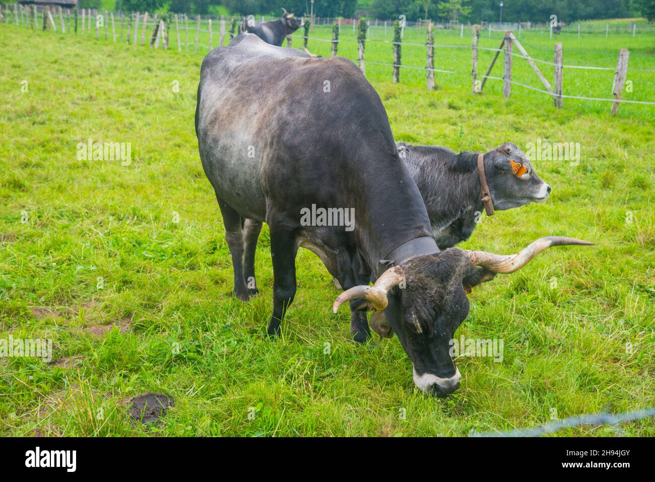 Grupo animales hi-res stock photography and images - Alamy