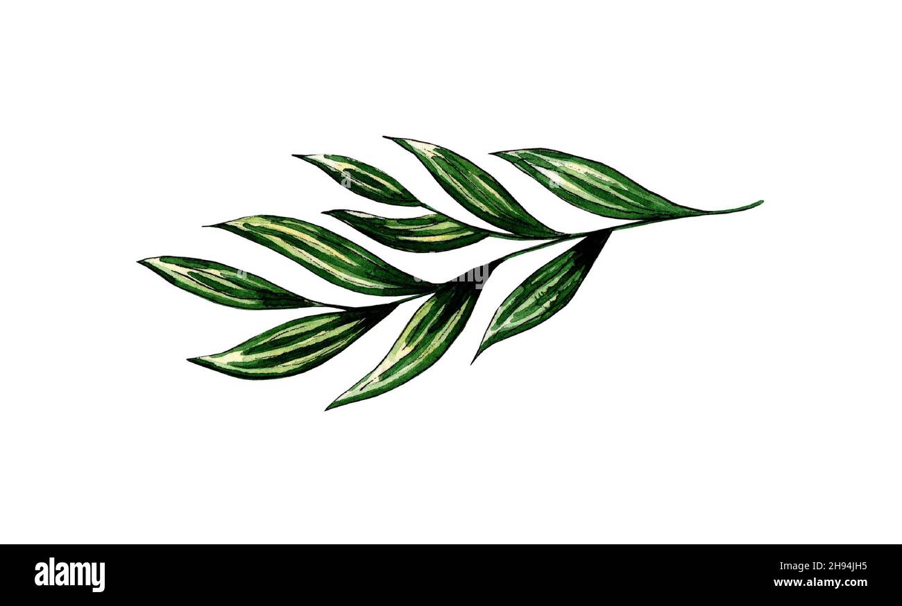Watercolor illustration sea green algae. Flora nature of aquatic plants ...