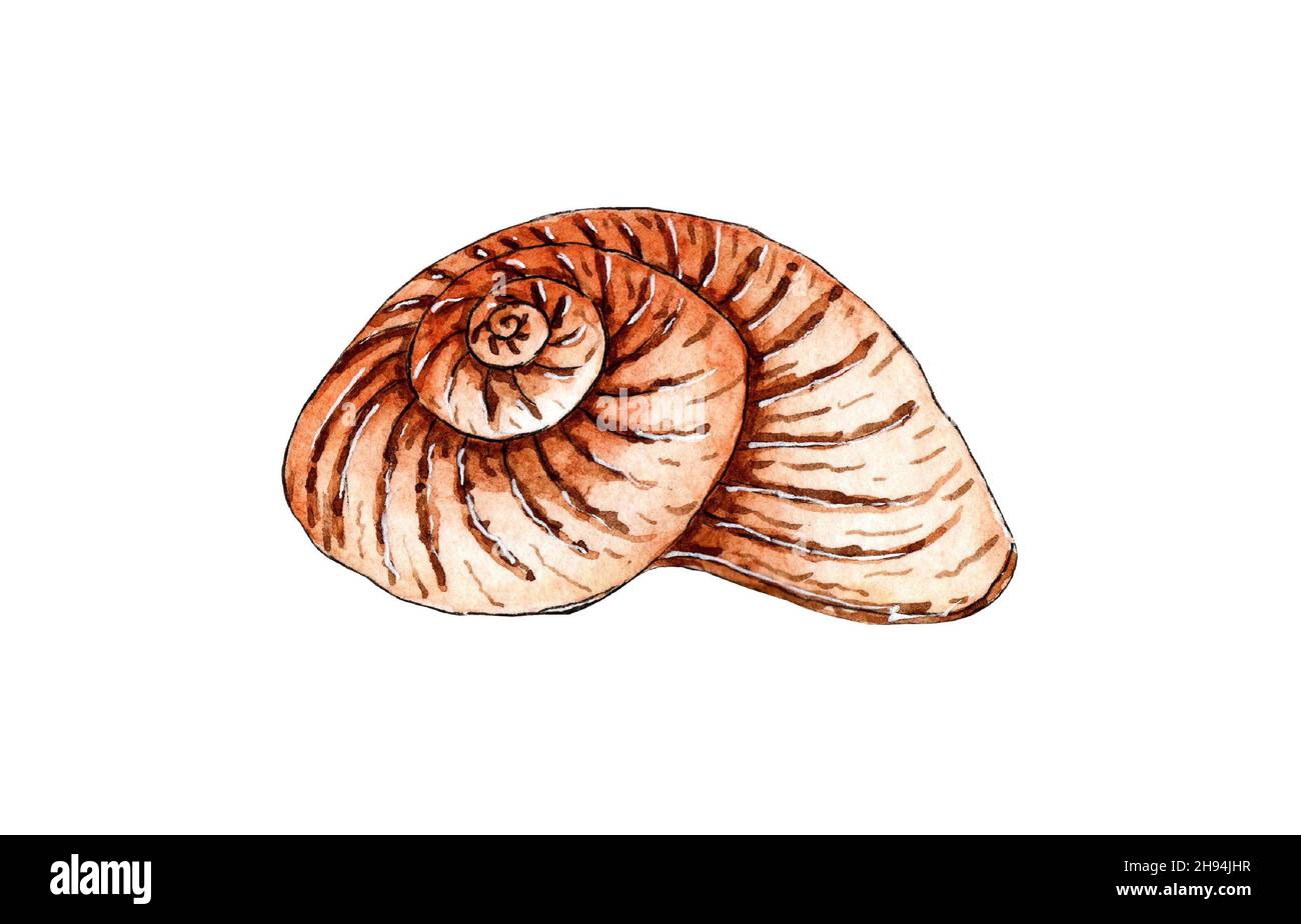 Watercolor illustration of a beige seashell snail. Underwater world ...