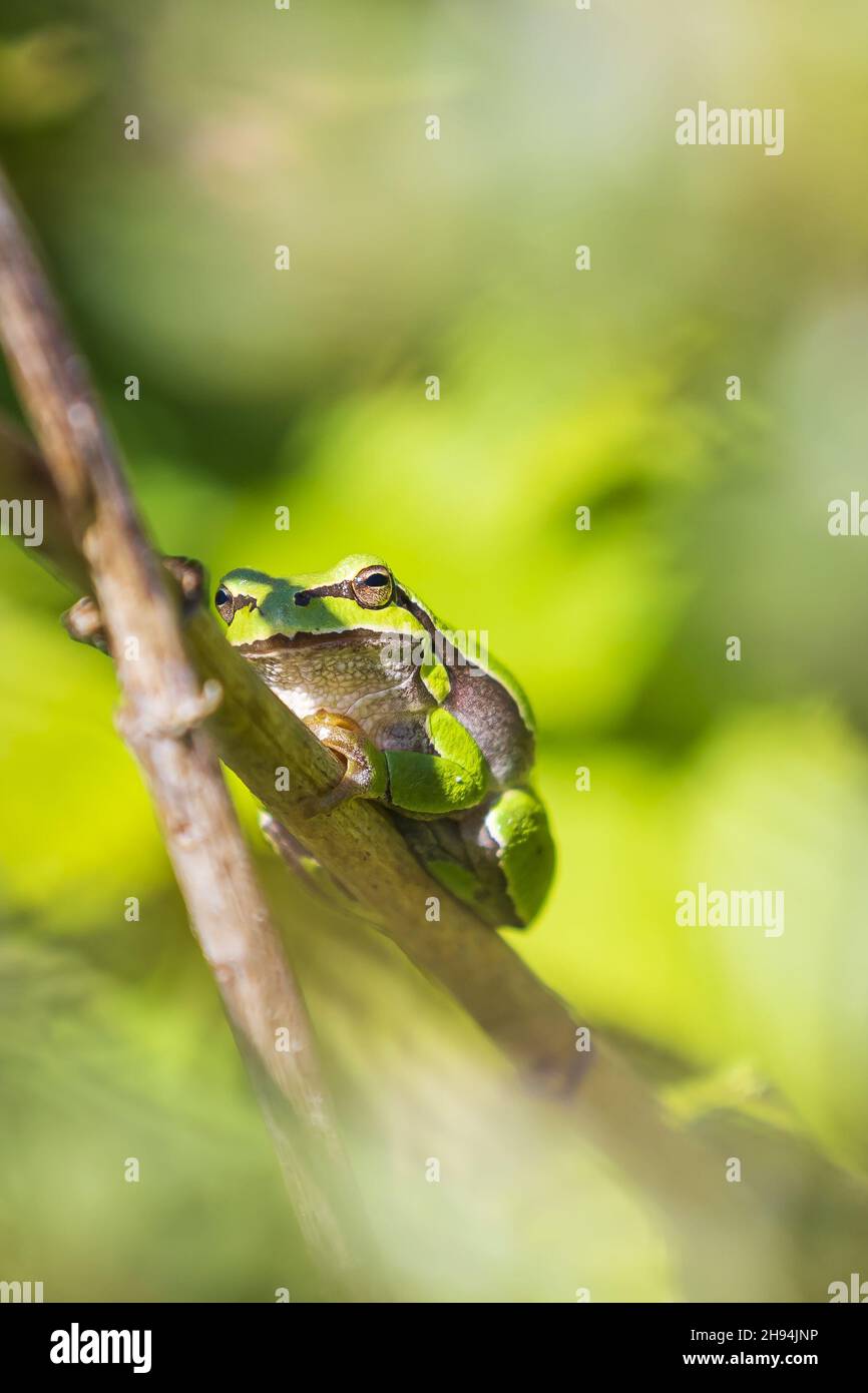 Frog in sun hi-res stock photography and images - Alamy