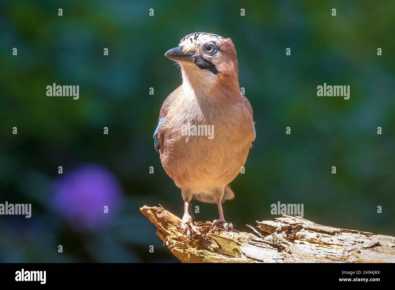 Wet grassland bird hi-res stock photography and images - Alamy