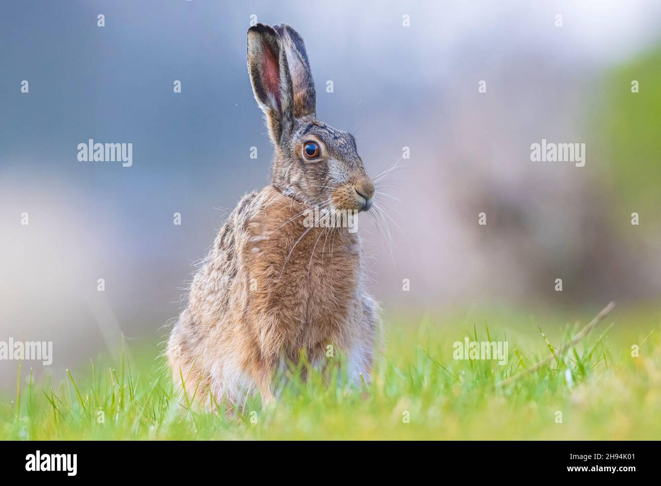 Hairy hare hi-res stock photography and images - Alamy
