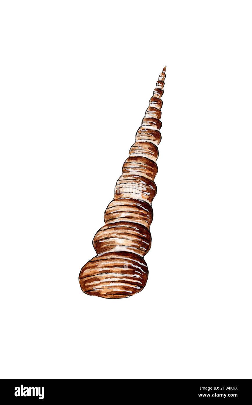 Watercolor illustration of a beige elongated twisted seashell, like a ...