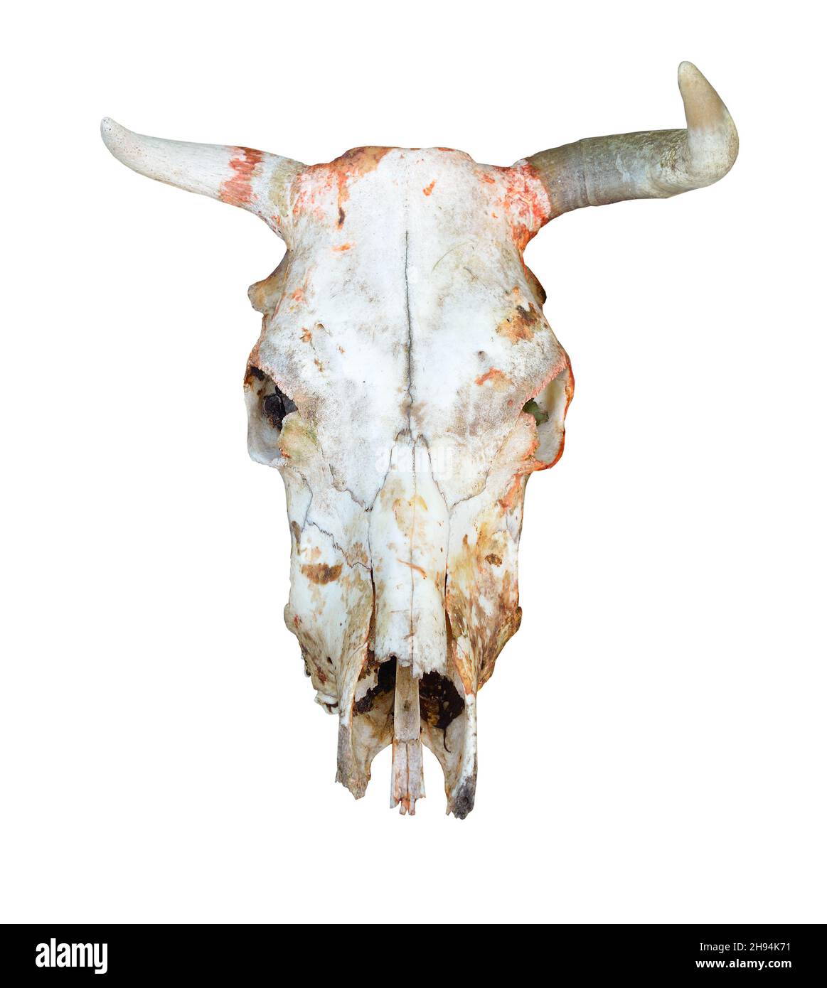 Bull or cow scull isolated on white background Stock Photo - Alamy