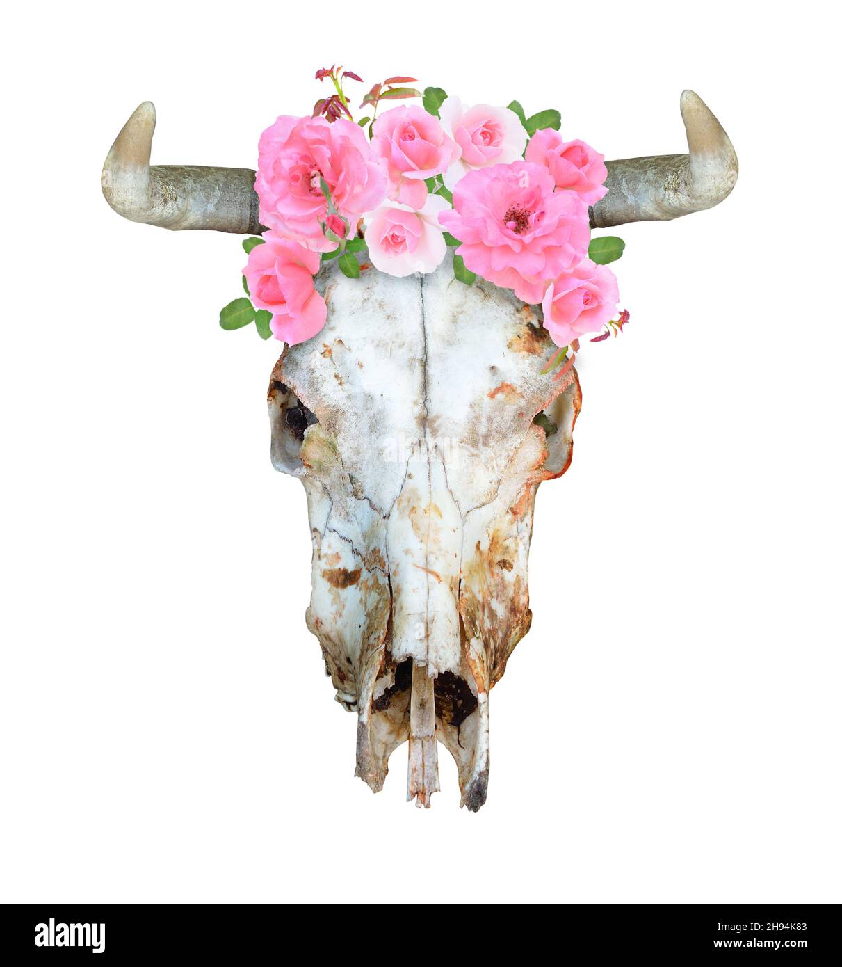 Bull or cow scull with horns, decorate roses. Isolated on white ...