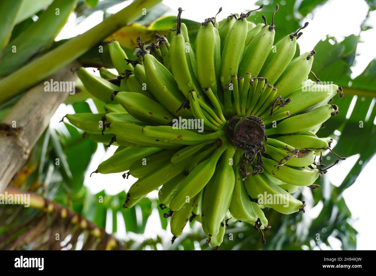 How to grow banana trees hi-res stock photography and images - Alamy