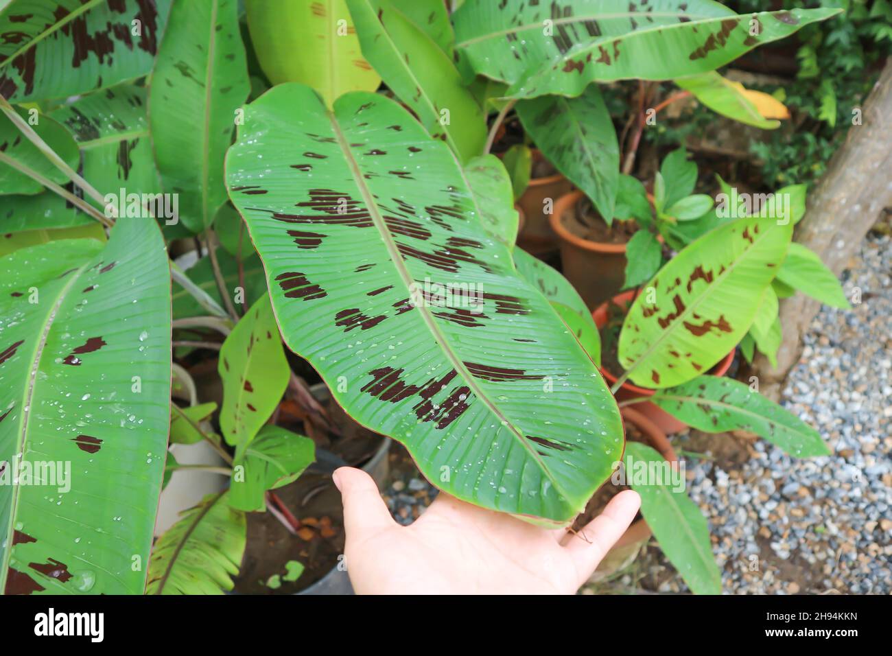 banana plant, blood banana or Musa acuminata or Musa balbisiana plant ...