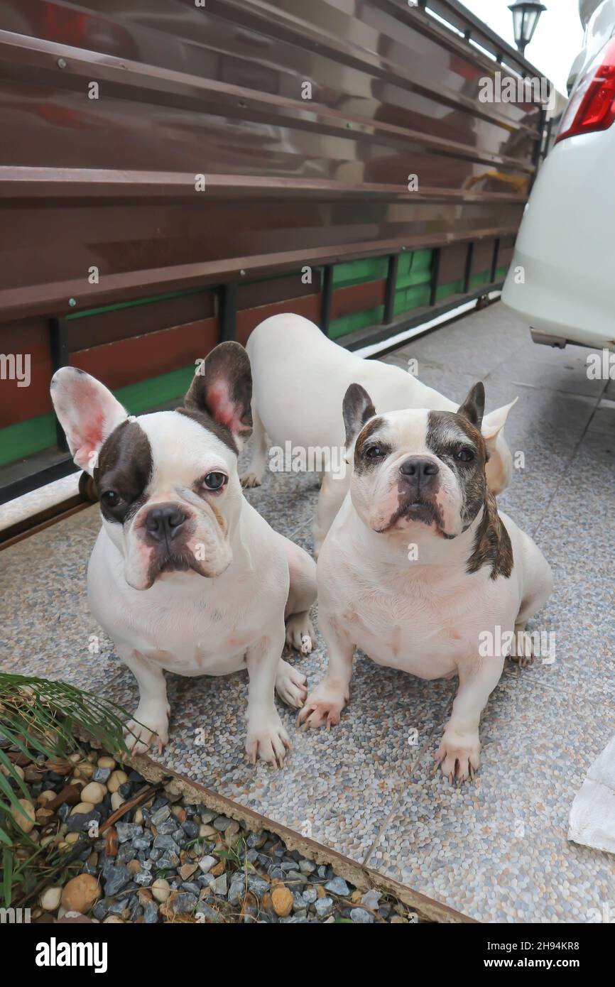 Moche dog hi-res stock photography and images - Alamy