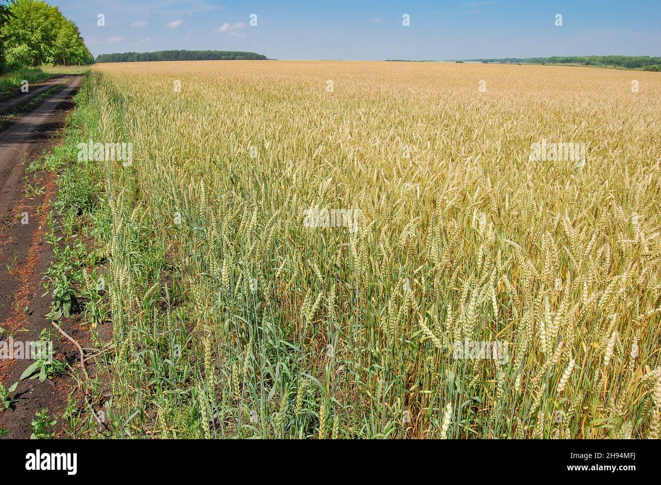 Field of rye in the summer Stock Photo - Alamy