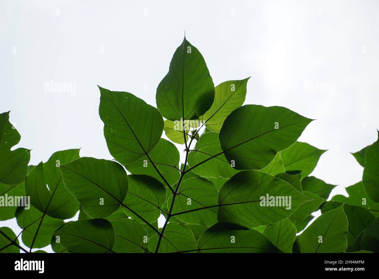 leaf of a plant in forest Stock Photo - Alamy