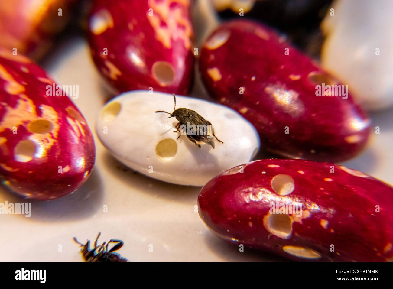 Management of bean culture hi-res stock photography and images - Alamy