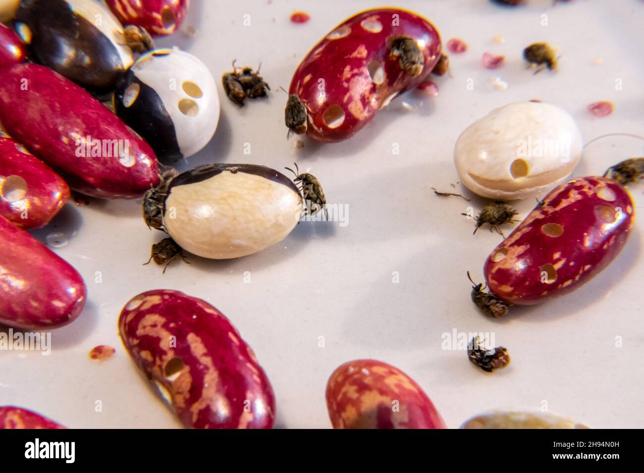 legume crop affected by bean weevil, selective focus Stock Photo - Alamy