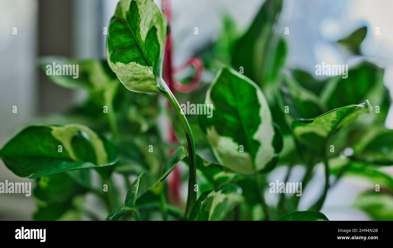 Close-up shot of Pothos or Devil's Ivy plant growing indoors Stock ...