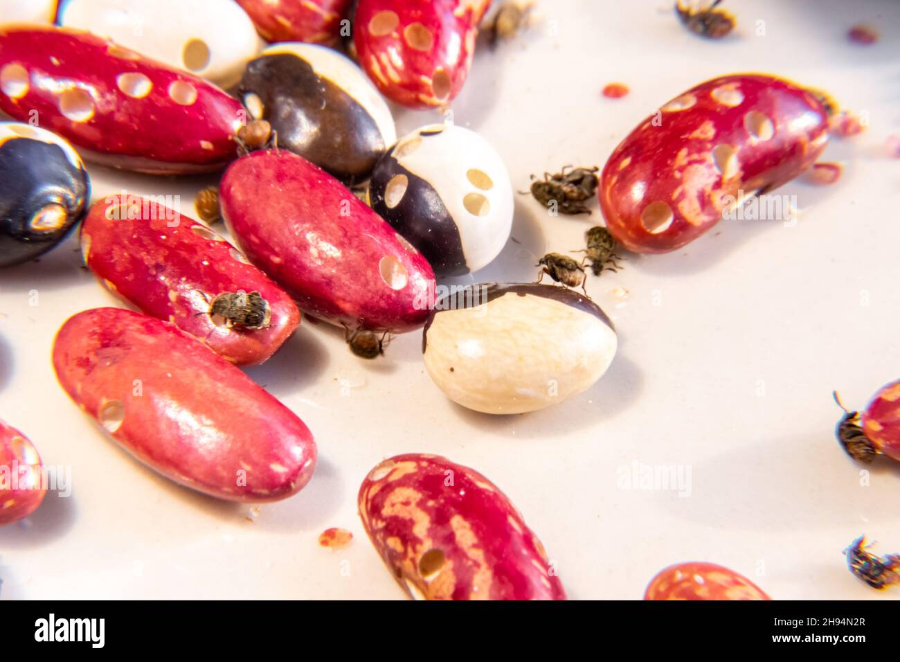 Insect pests of bean cultivation hi-res stock photography and images ...