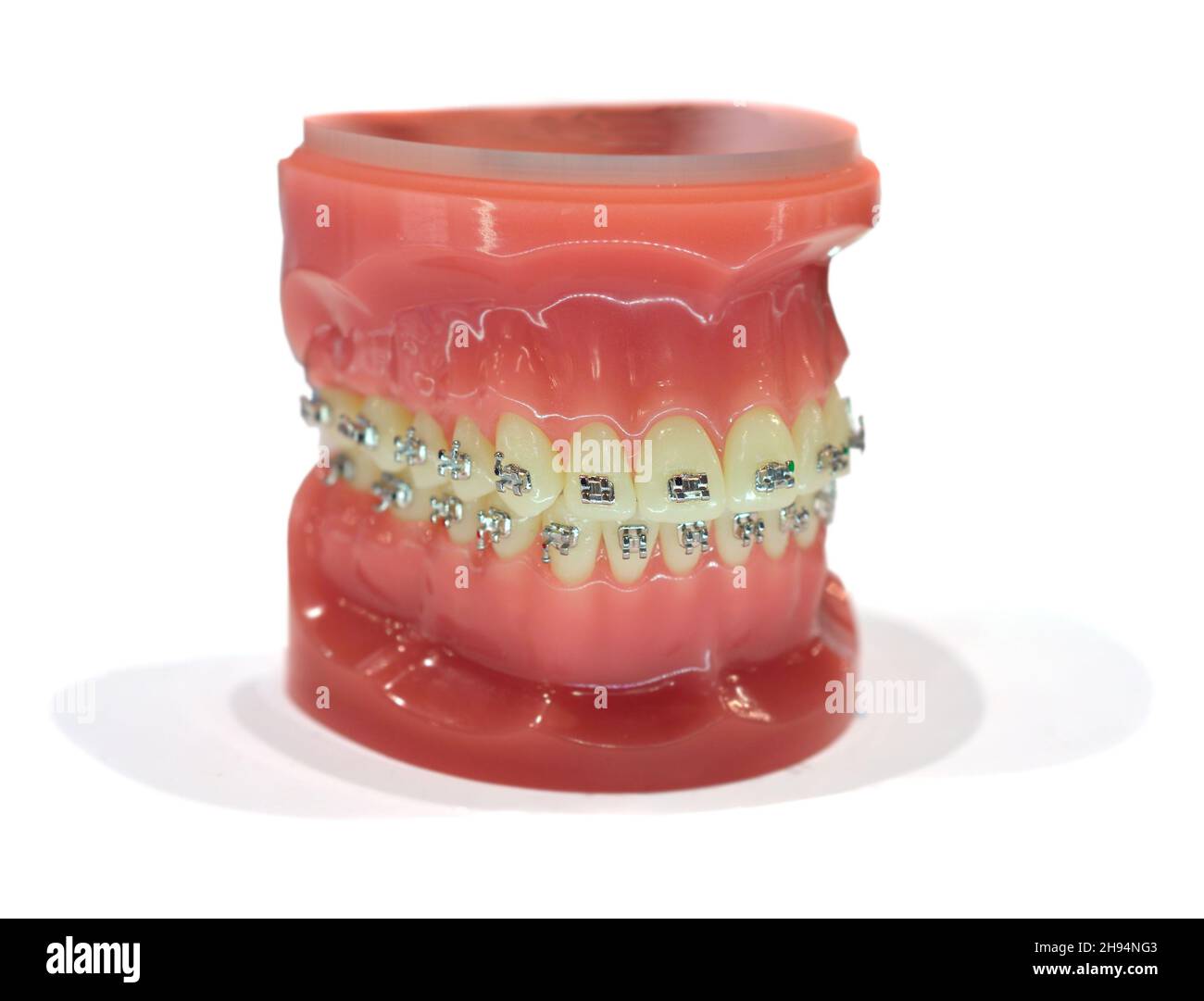 Color Orthodontic teeth models dental education model jaws with half ...