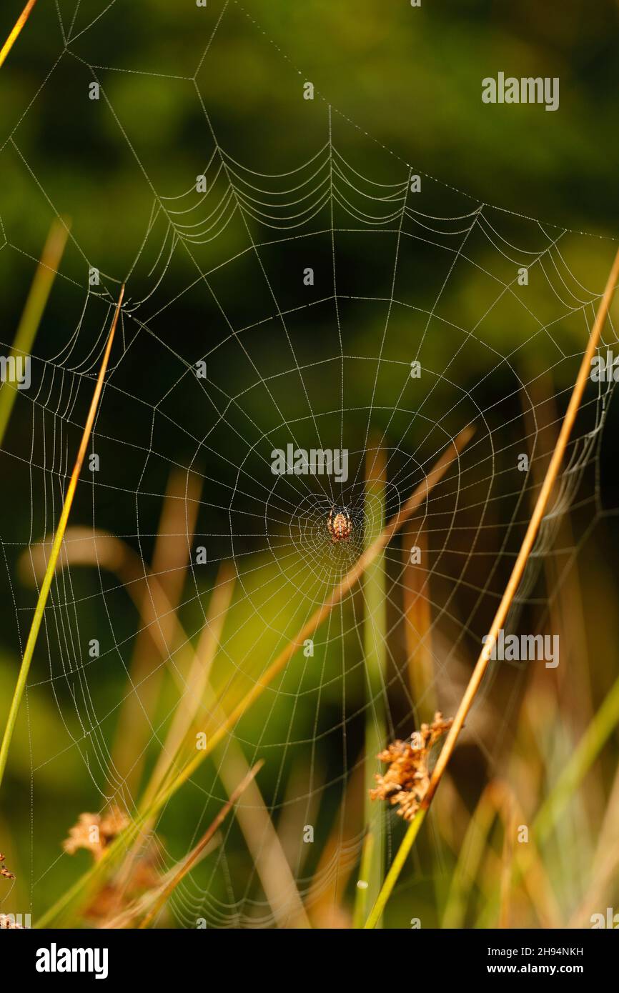 Orb Web Spider Stock Photo - Alamy