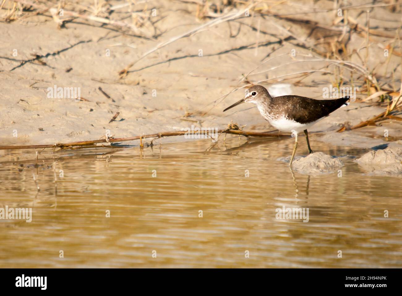 Actitis hypoleucos - The Lesser Sandpiper, a caradriform bird of the ...