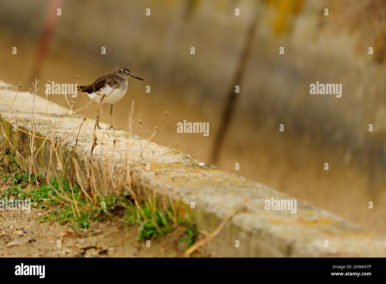 Actitis hypoleucos - The Lesser Sandpiper, a caradriform bird of the ...