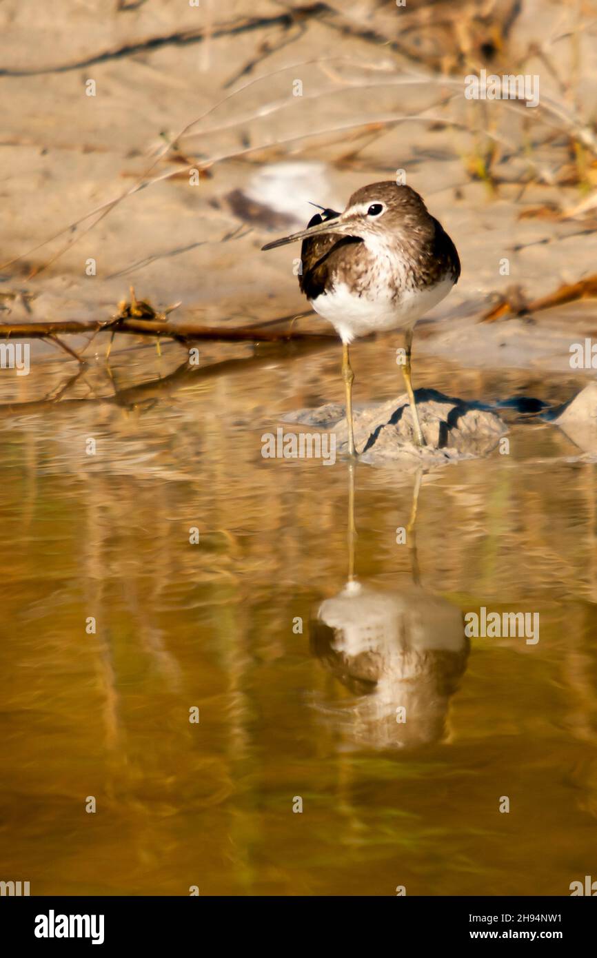 Actitis hypoleucos - The Lesser Sandpiper, a caradriform bird of the ...