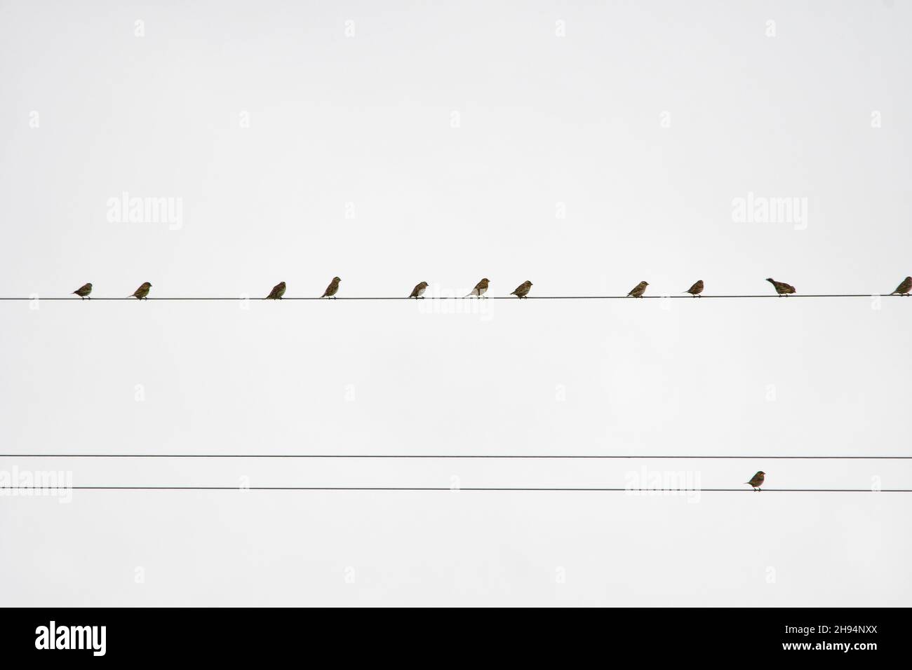 Dense flocks of birds hi-res stock photography and images - Alamy