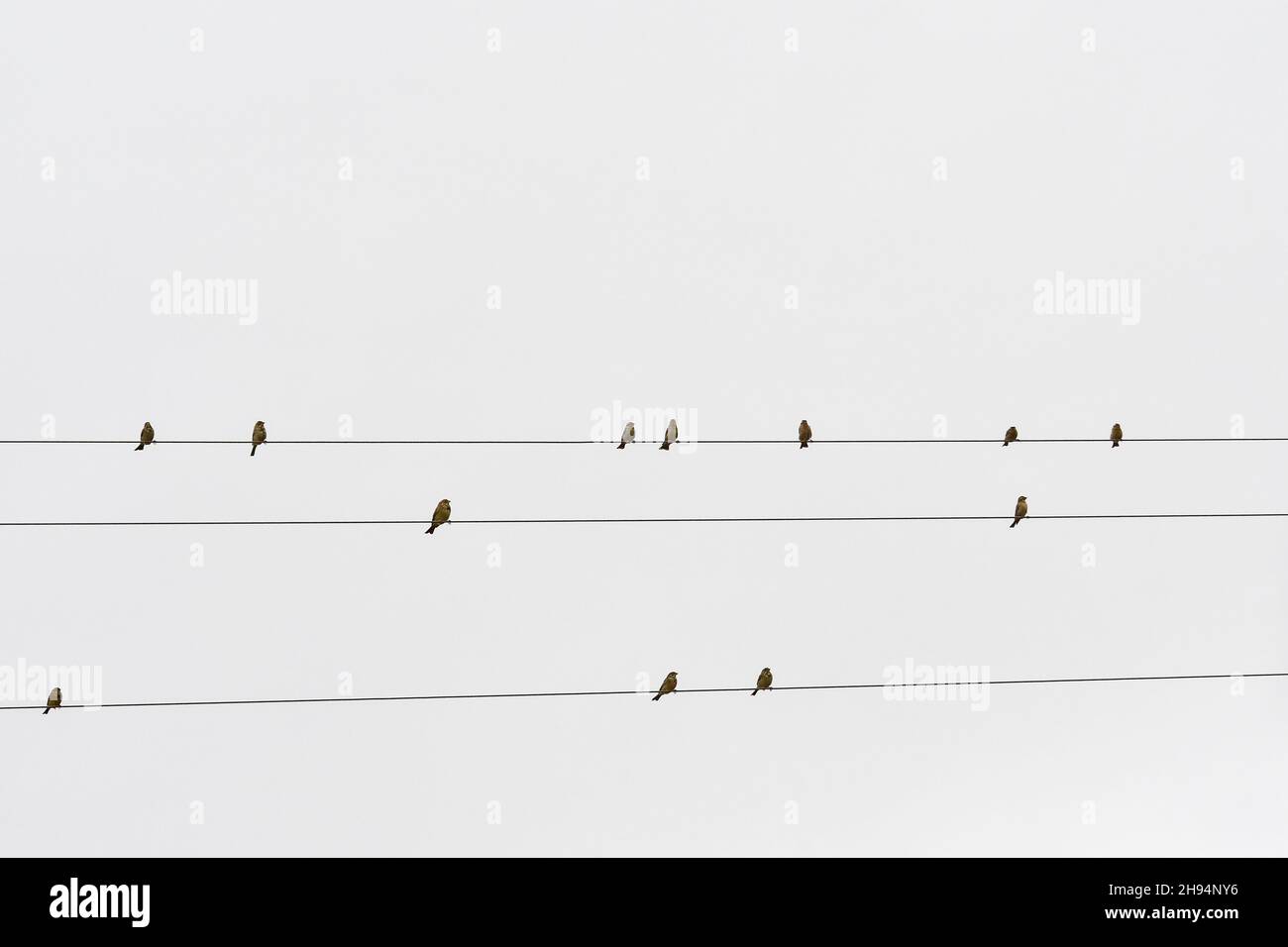 Flock or band, or also flock, group of birds of the same species Stock ...