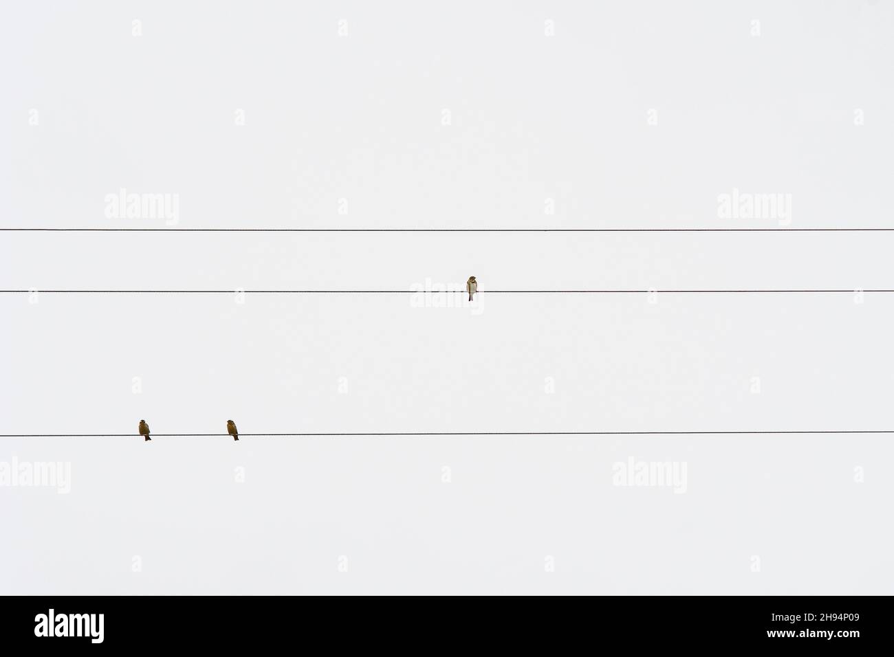 Flock or band, or also flock, group of birds of the same species Stock ...