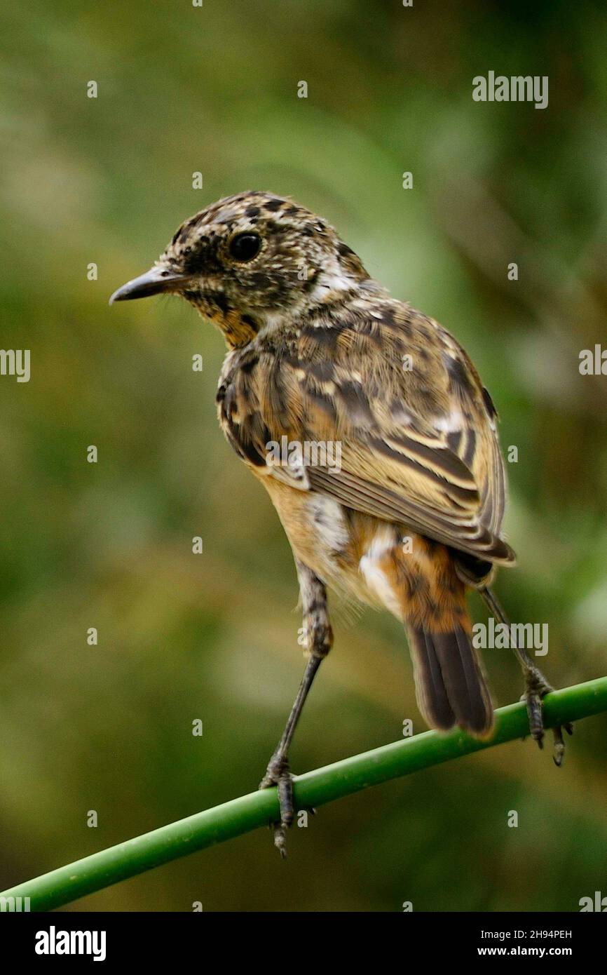 Anthus pratensis - The grass pipit or common pipit, a passerine bird of ...