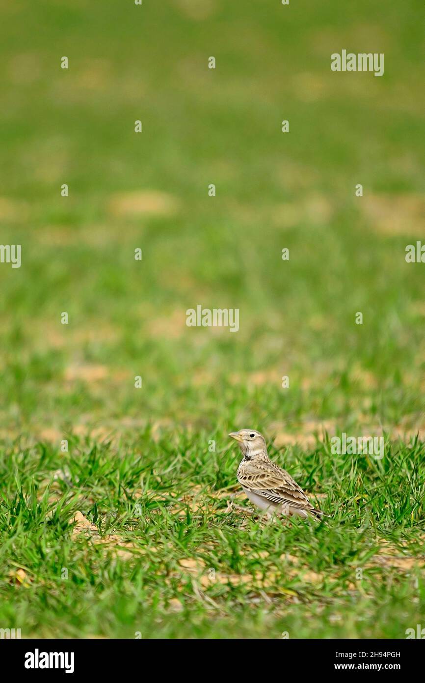 Melanocorypha calandra - The common calandria is a species of passerine ...
