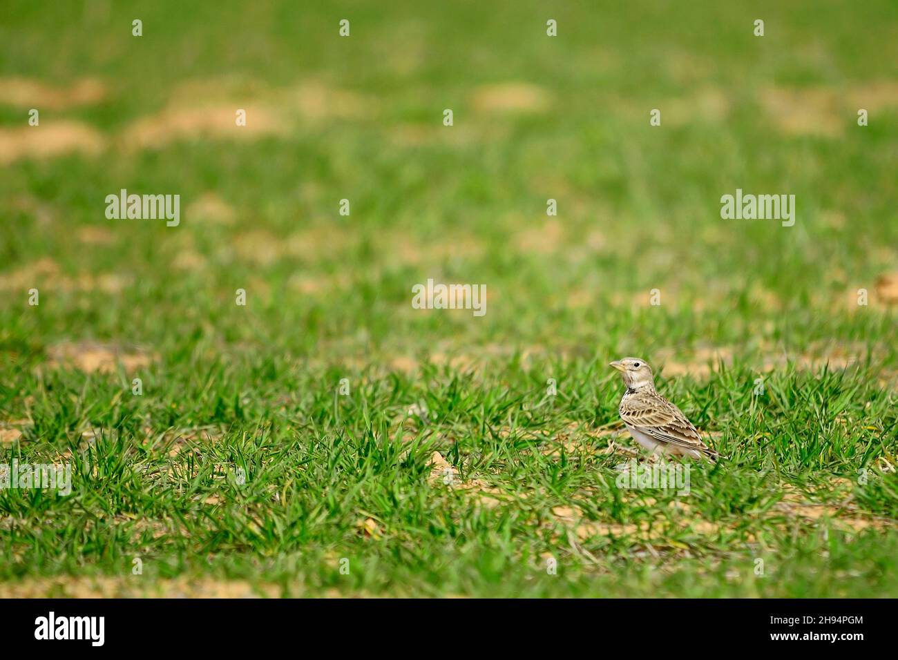 Melanocorypha calandra - The common calandria is a species of passerine ...