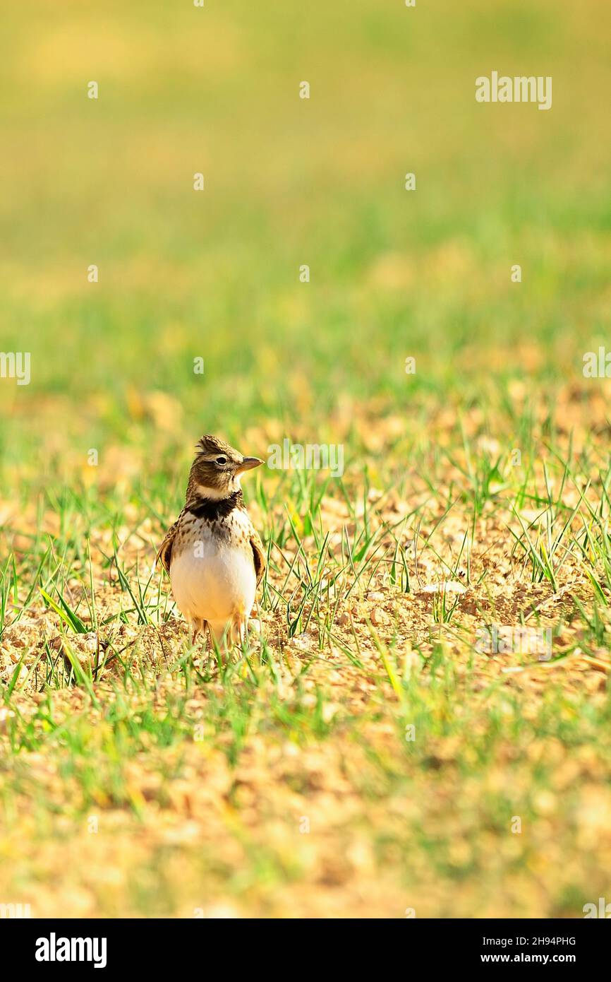 Calandria comn hi-res stock photography and images - Alamy