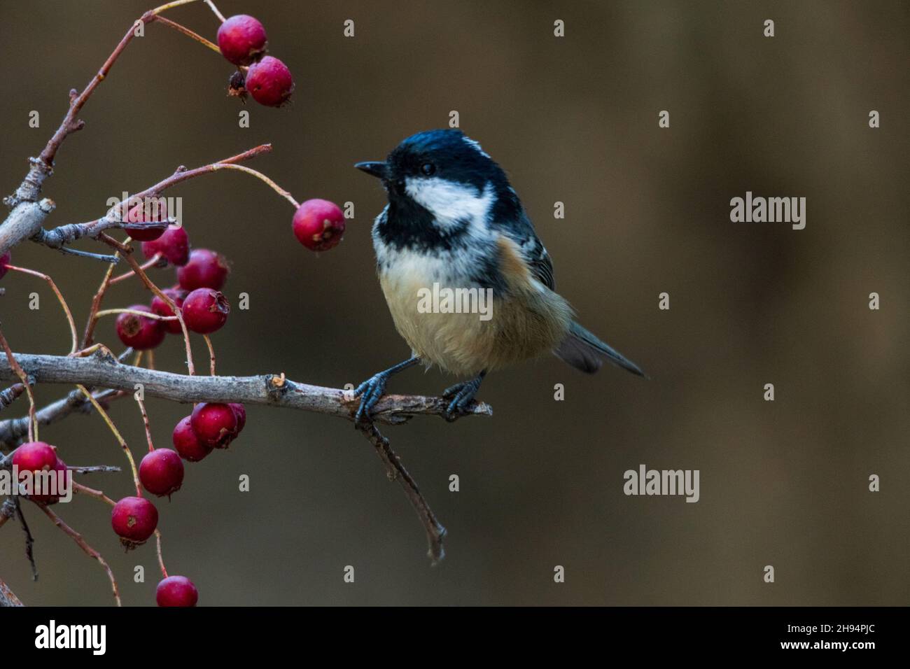 Periparus ater - The Chickadee, a passerine bird of the Paridae family ...