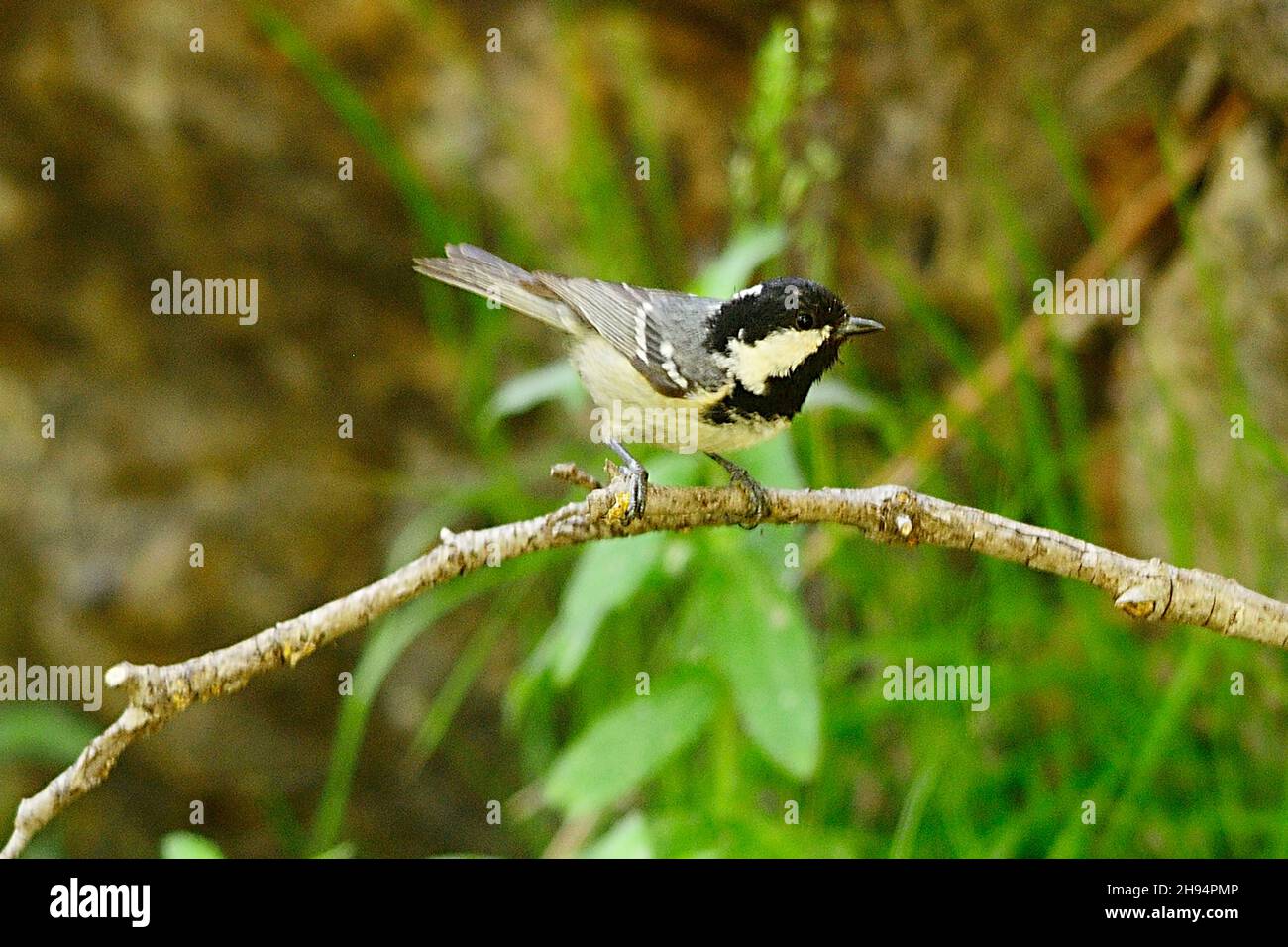 Periparus ater - The Chickadee, a passerine bird of the Paridae family ...