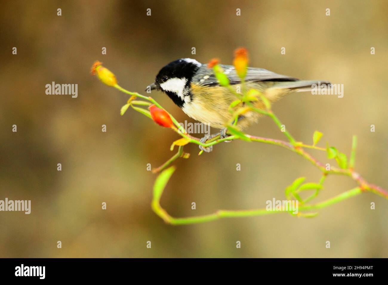 Periparus ater - The Chickadee, a passerine bird of the Paridae family ...