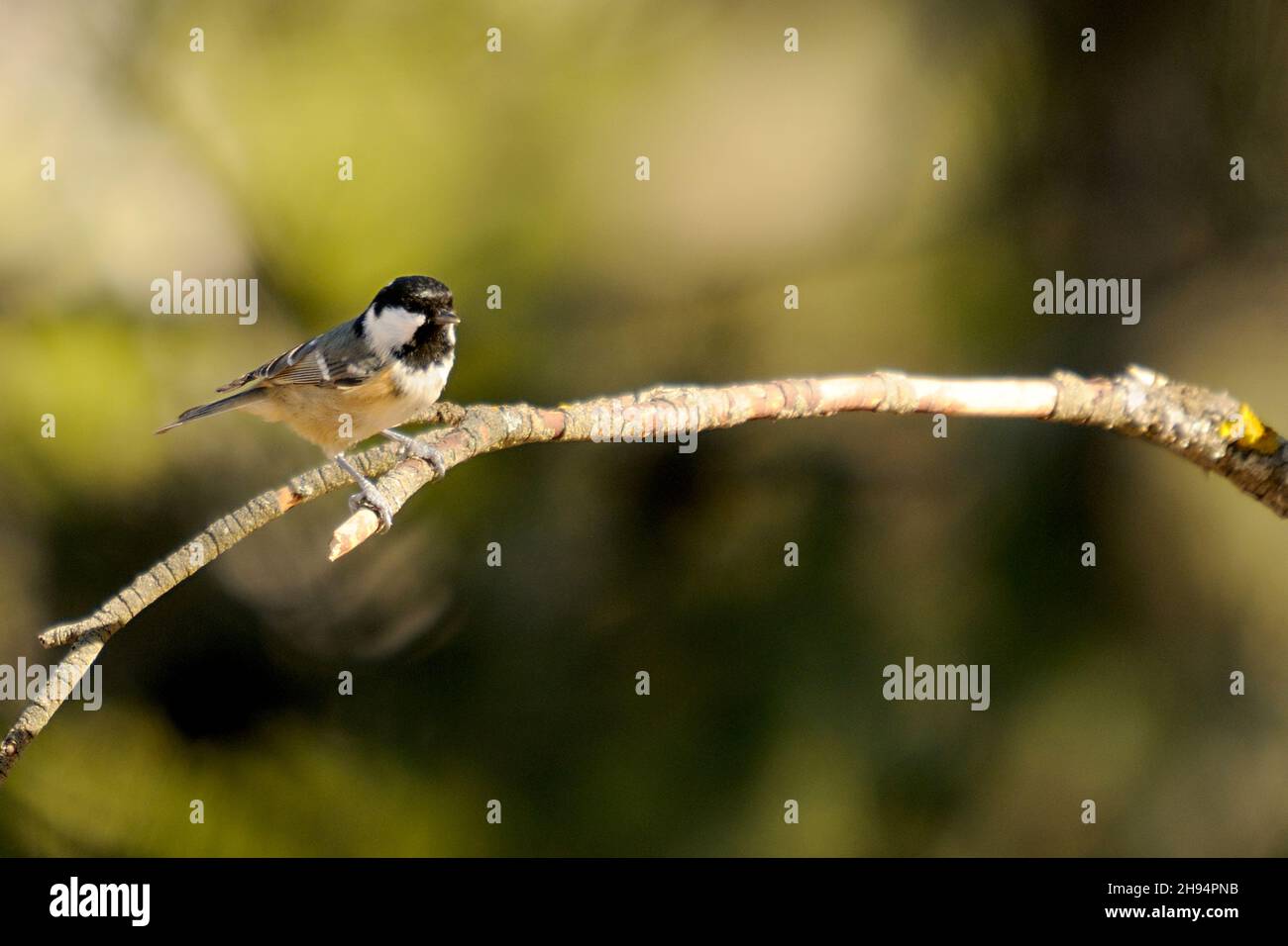 Periparus ater - The Chickadee, a passerine bird of the Paridae family ...