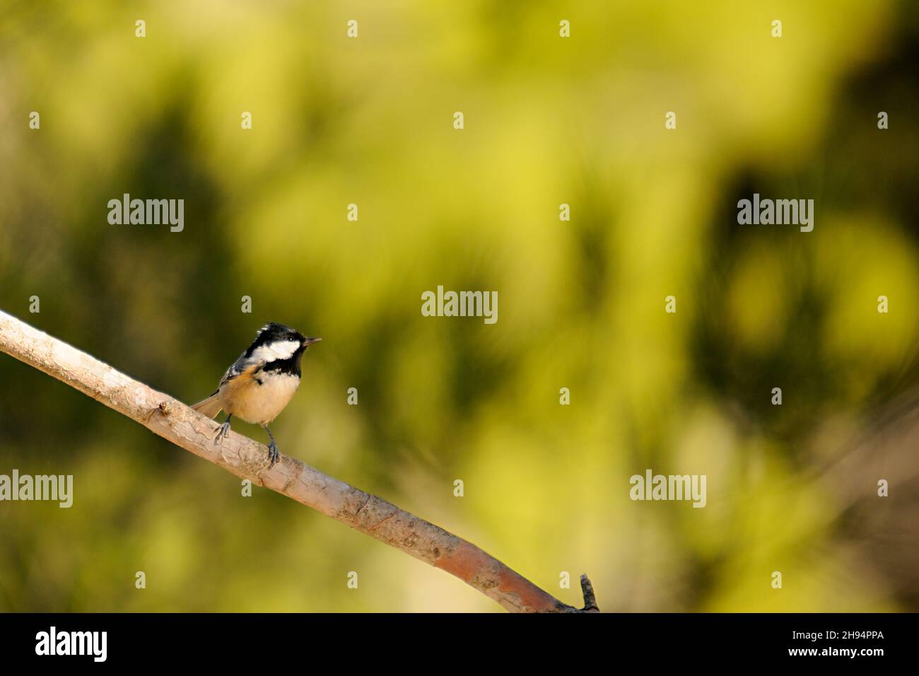 Periparus ater - The Chickadee, a passerine bird of the Paridae family ...