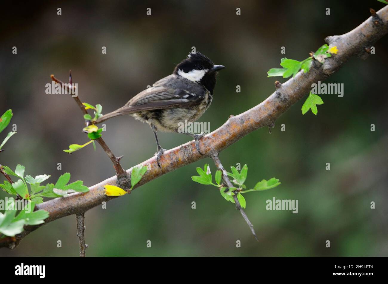 Periparus ater - The Chickadee, a passerine bird of the Paridae family ...