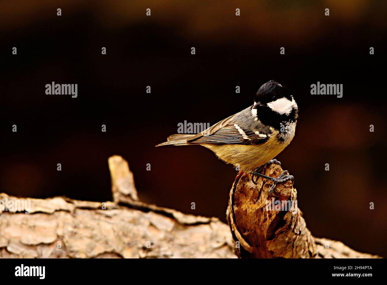Periparus ater - The Chickadee, a passerine bird of the Paridae family ...