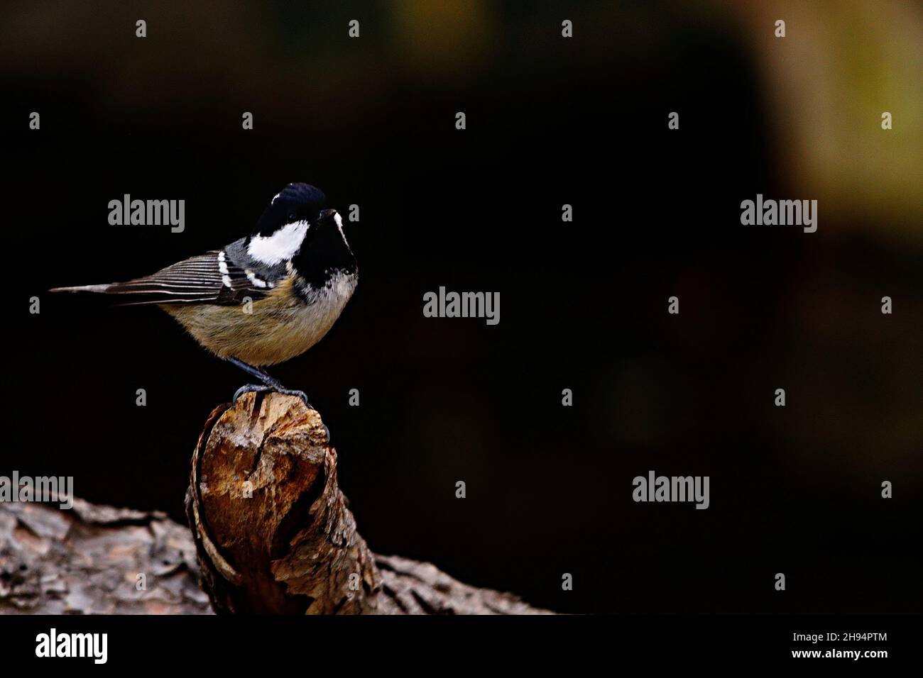 Periparus ater - The Chickadee, a passerine bird of the Paridae family ...