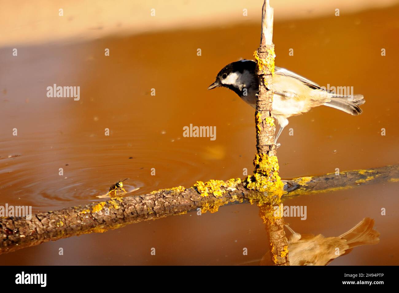 Periparus ater - The Chickadee, a passerine bird of the Paridae family ...