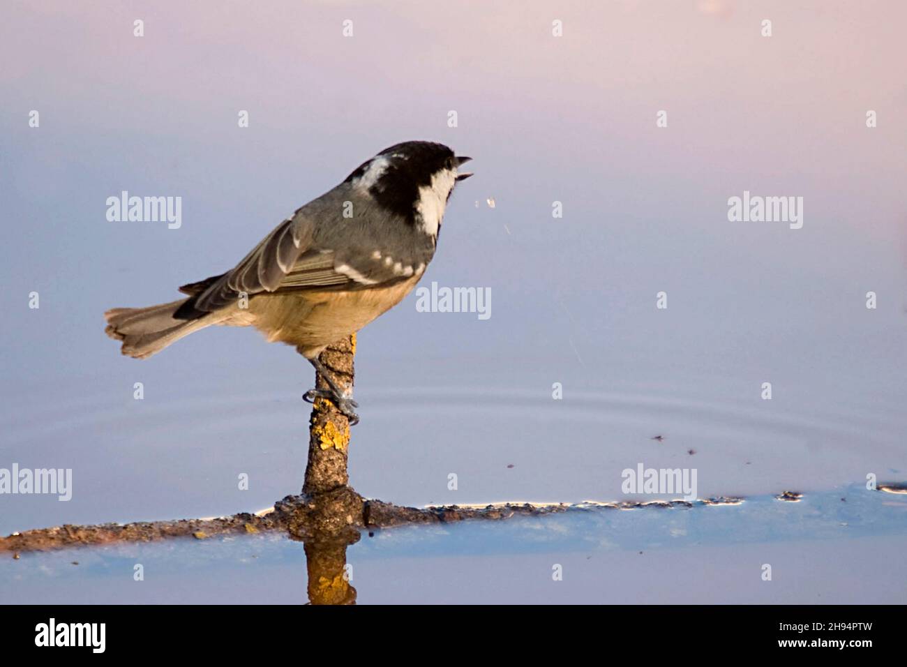 Periparus ater - The Chickadee, a passerine bird of the Paridae family ...